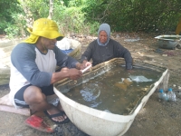 Climate resilient root-crops trialed in Fiji | Pacific Environment